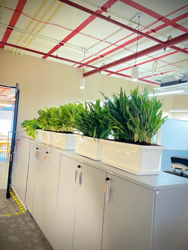 Plant Rental Service in Pune | Plants on Rent | Book Site Visit!